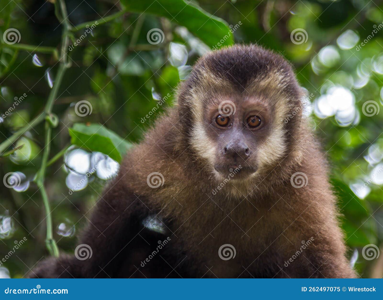 Closeup Shot of a Cute Capuchin Monkey Stock Image - Image of trinidad ...