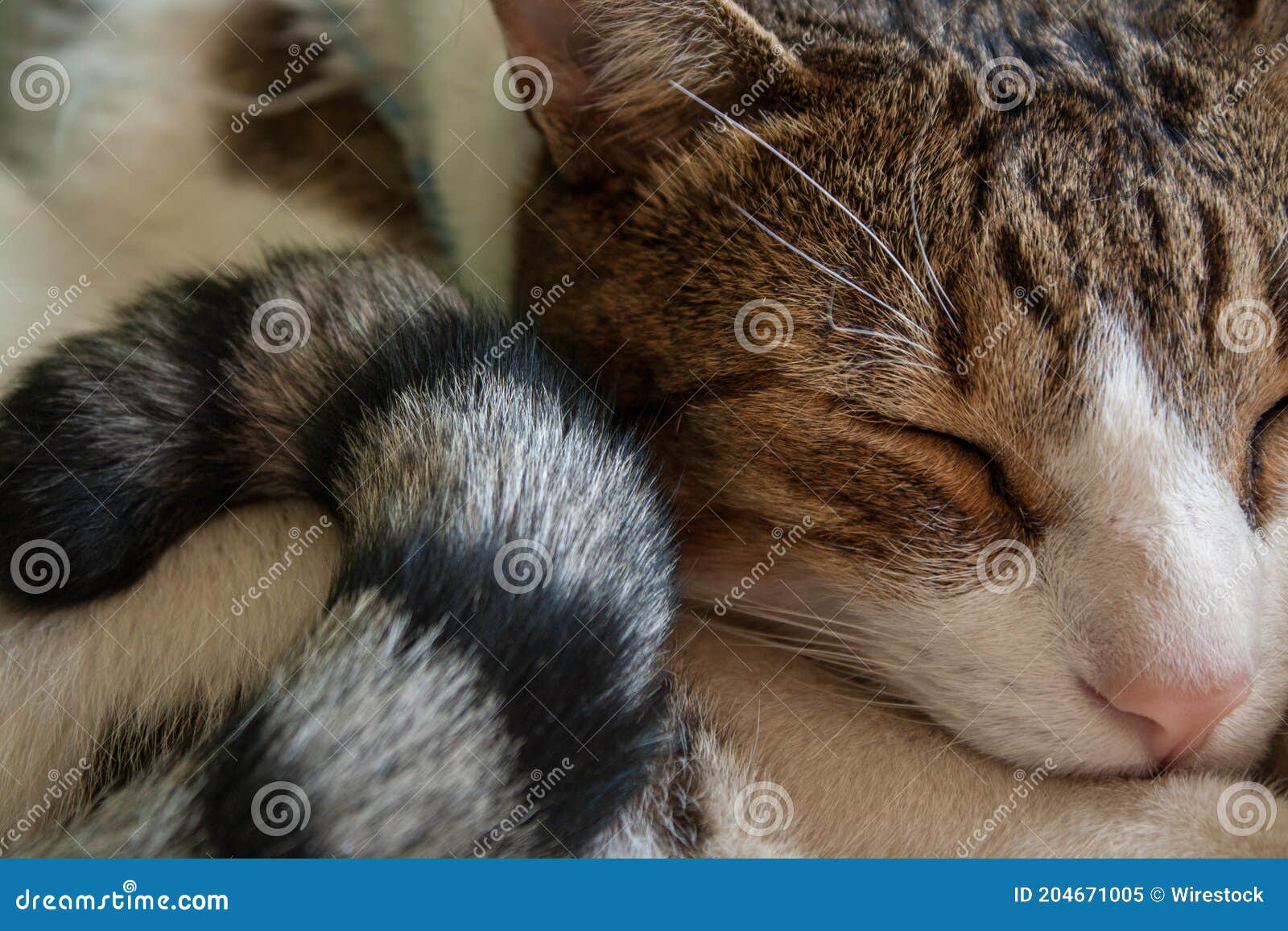 Closeup Shot of a Cute Cat with Closed Eyes Stock Image - Image of ...