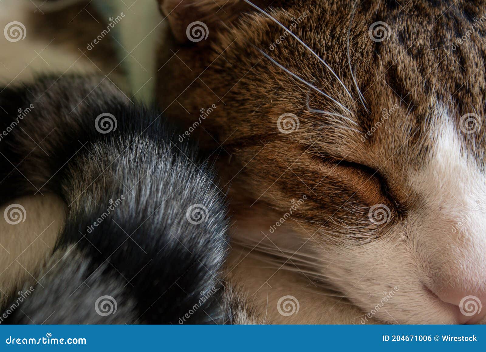 Closeup Shot of a Cute Cat with Closed Eyes Stock Photo - Image of ...