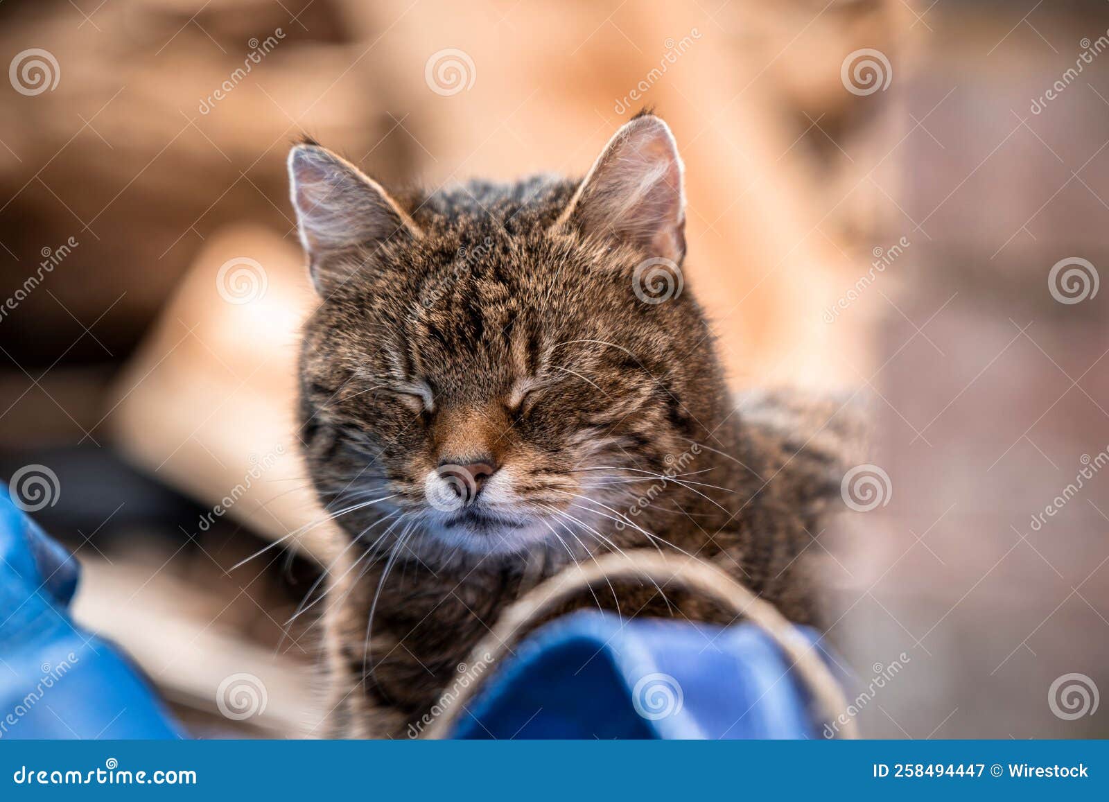 Closeup Shot of a Cute Cat with Closed Eyes Stock Image - Image of ...