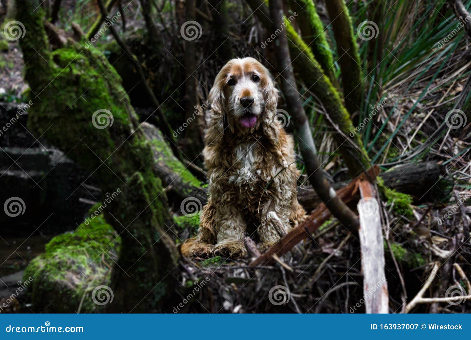 Closeup Shot of a Cute Cocker Spaniel Dog Sitting in a Natural ...