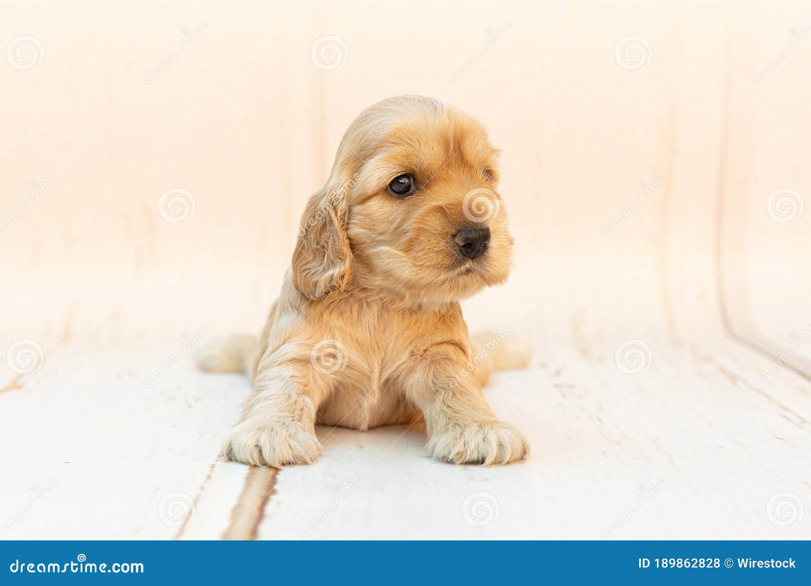 Closeup Shot of a Cute Cocker Spaniel Puppy with Long Ears Sitting on a ...