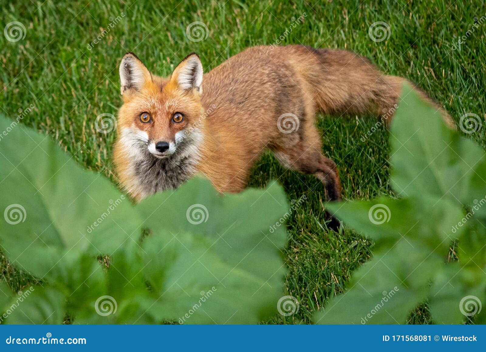 Closeup Shot of a Cute Curious Wild Fox Sneaking into a Garden Stock ...