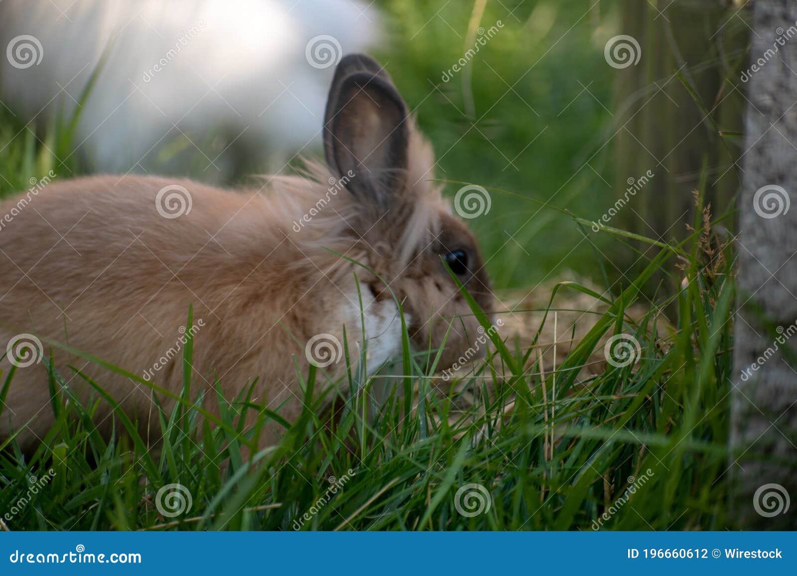 Closeup Shot of a Cute Fluffy Brown Bunny Stock Photo - Image of ...