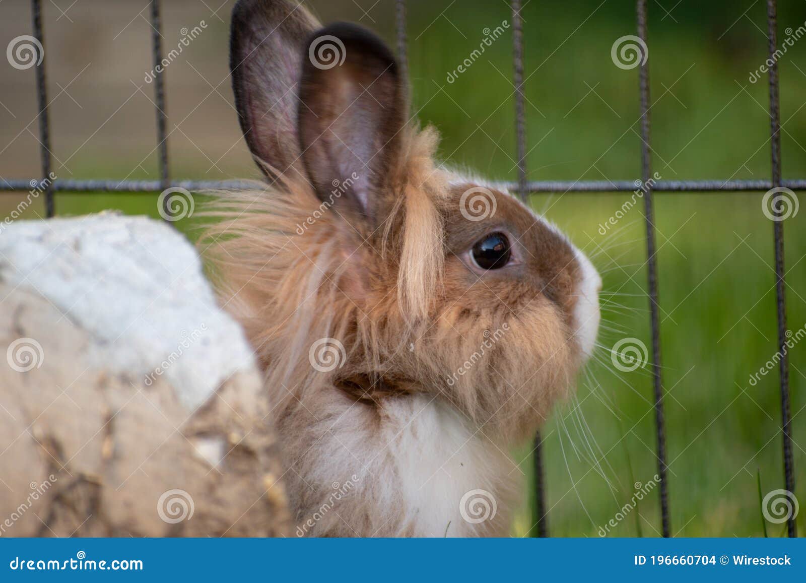 Closeup Shot of a Cute Fluffy Brown Bunny Stock Photo - Image of small ...