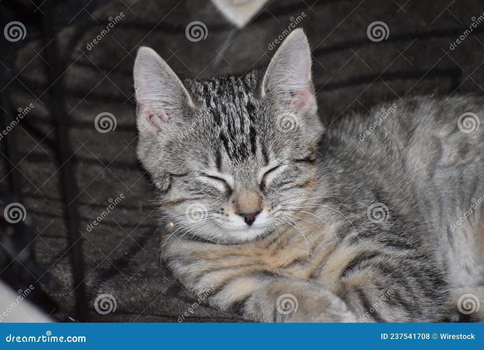 Closeup Shot of a Cute Fluffy Cat with Closed Eyes Stock Photo - Image ...