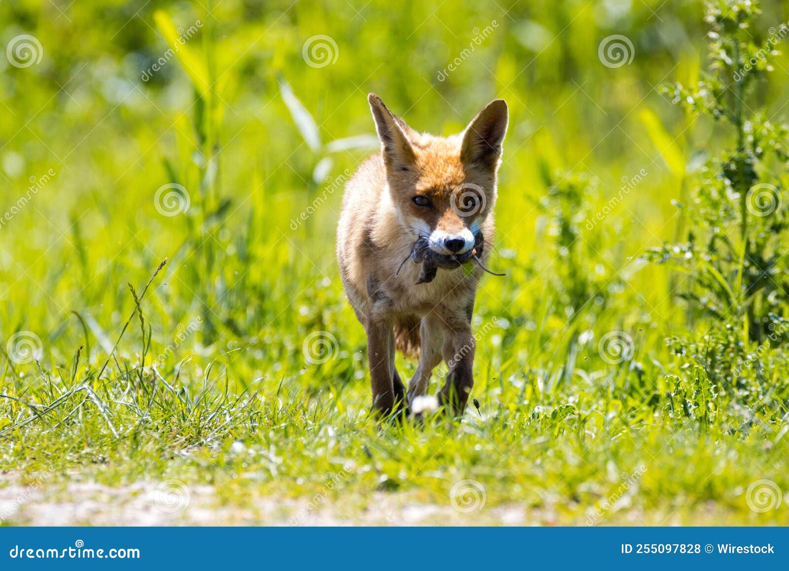 Closeup Shot of a Cute Fox Walking on the Grass Stock Photo - Image of ...