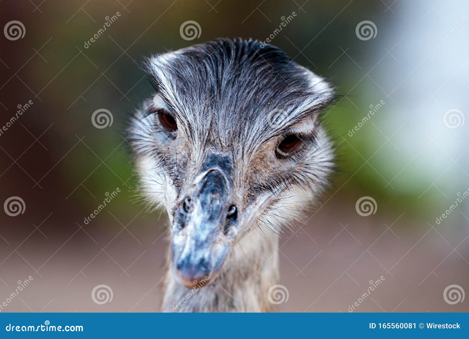 Closeup Shot of a Cute Greater Rhea Isolated on a Blurred Background ...