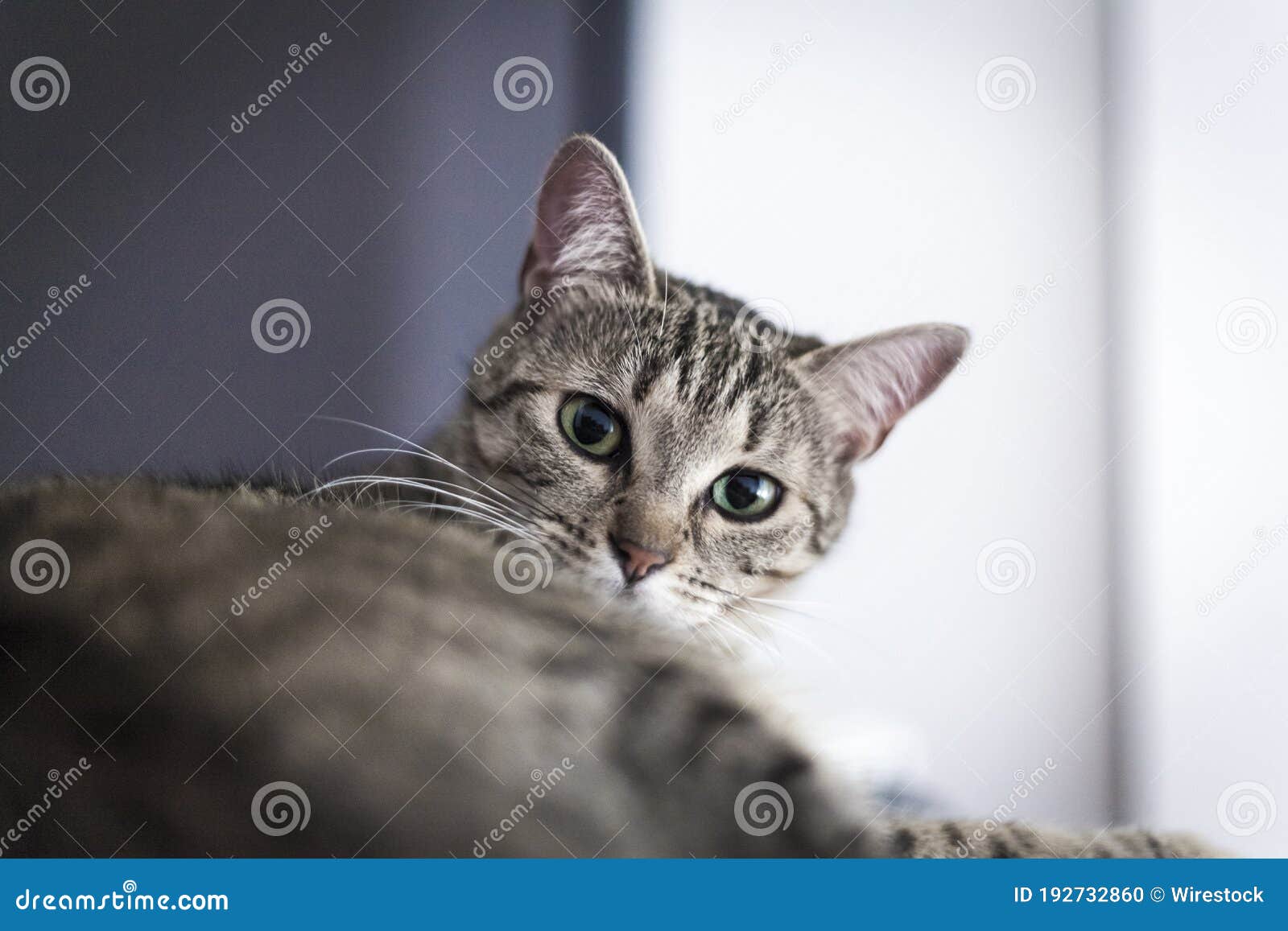 Closeup Shot of a Cute Grey Cat Looking Back and Staring at the Camera ...