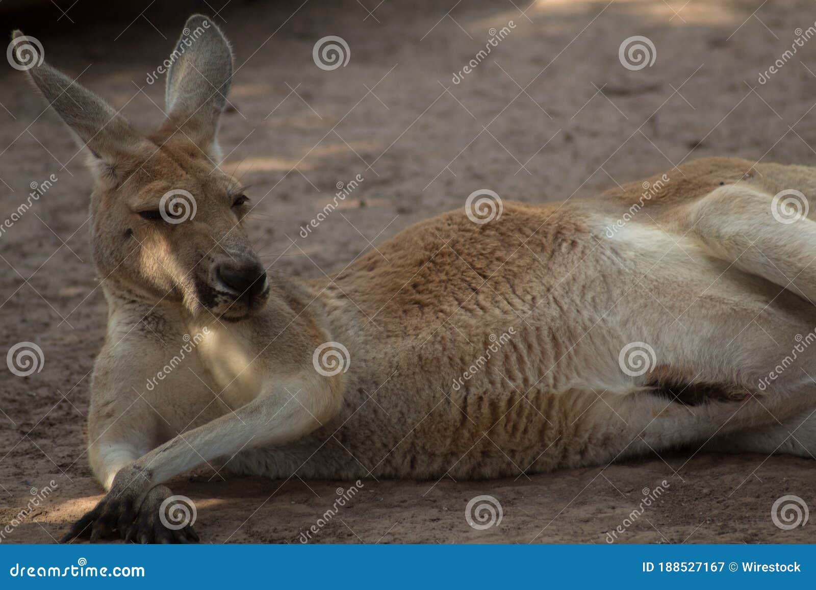 A Cute Kangaroo Laying And Sleeping On The Ground, Queensland ...