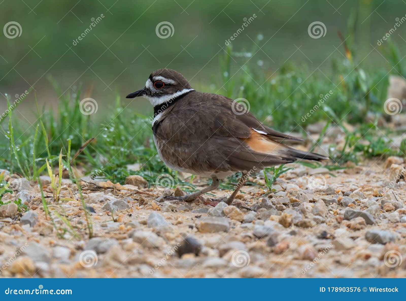 Closeup Shot of a Cute Killdeer Bird Standing on the Soil Stock Photo ...