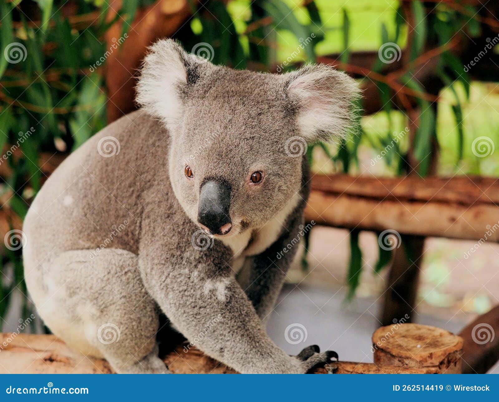 Closeup Shot of a Cute Koala in a Zoo Stock Image - Image of bear, life ...