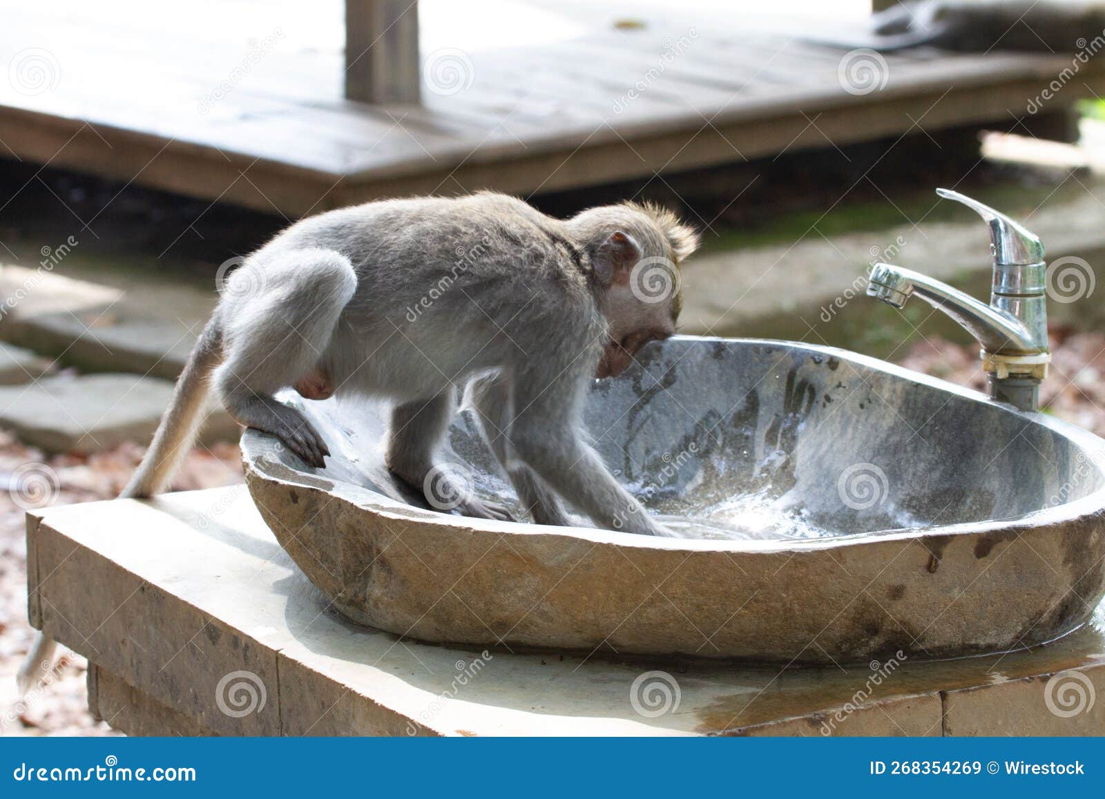 Closeup Shot of a Cute Little Monkey Drinking Water from the Sink Stock ...