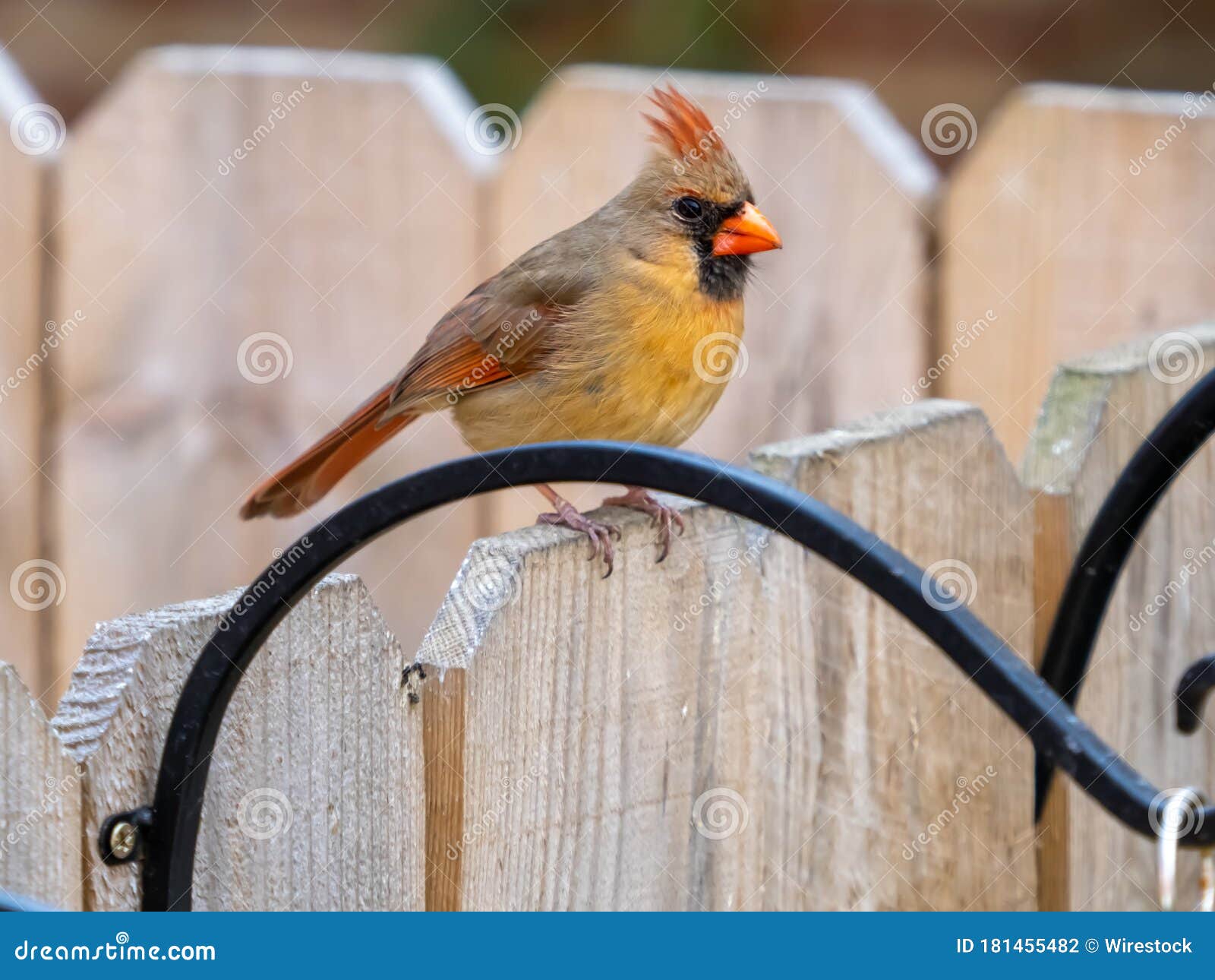 Closeup Shot of a Cute Northern Cardinal Stock Photo - Image of nature ...