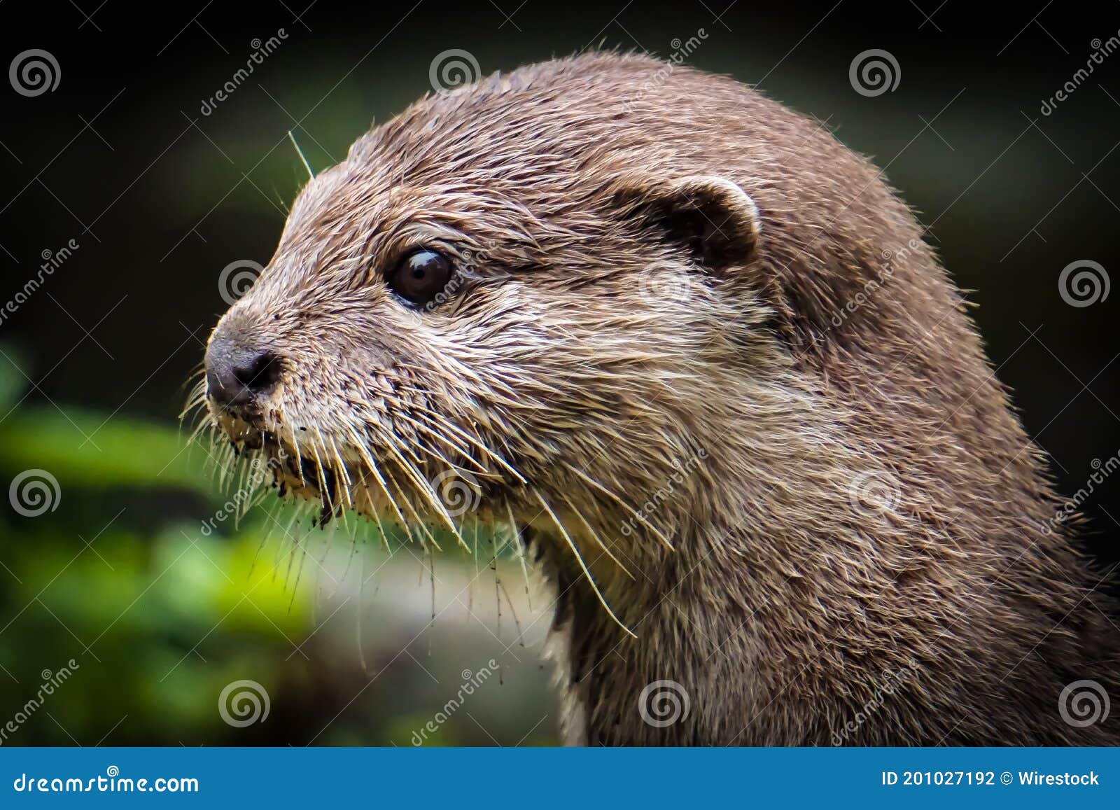 Closeup Shot of a Cute Otter Face Stock Photo - Image of color, wildlife: 201027192