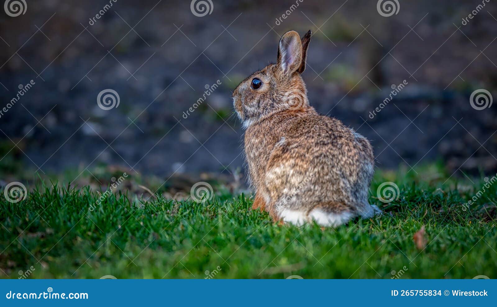 Closeup Shot of a Cute Rabbit on the Grass Stock Photo - Image of ...