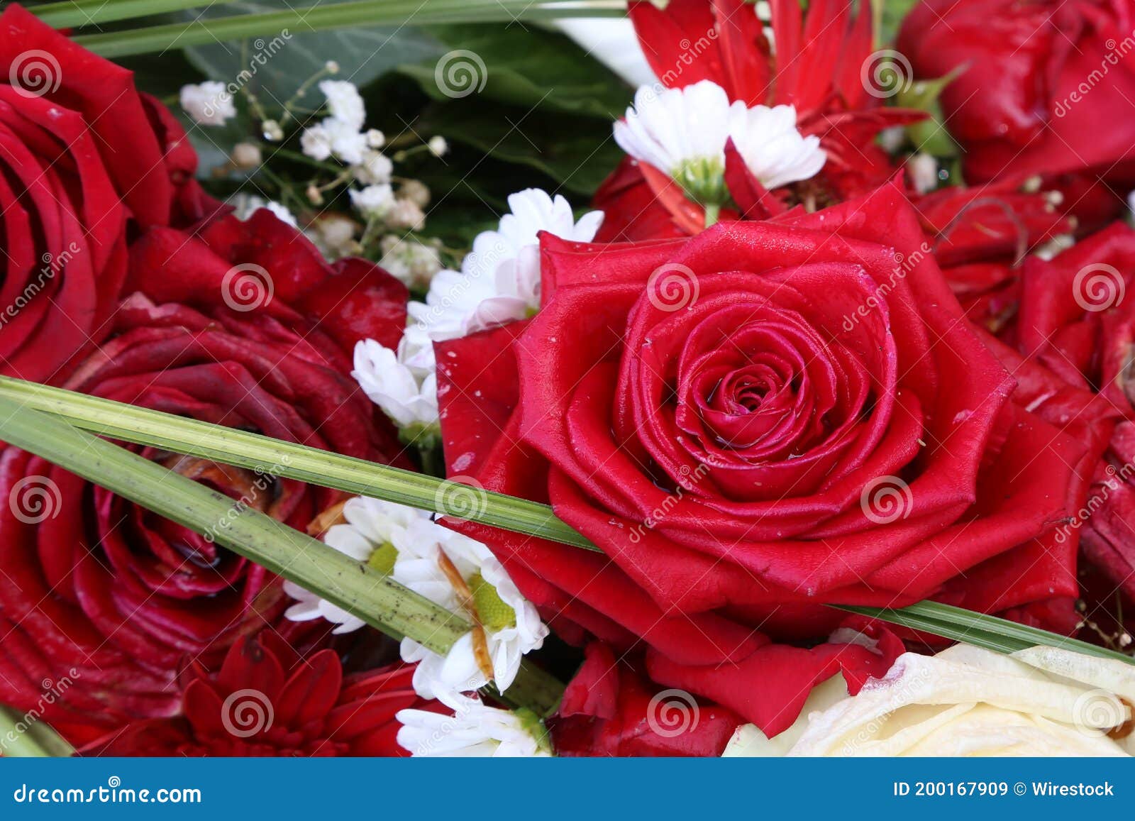 Closeup Shot of a Cute Rose Under the Sunlight Stock Image - Image of ...