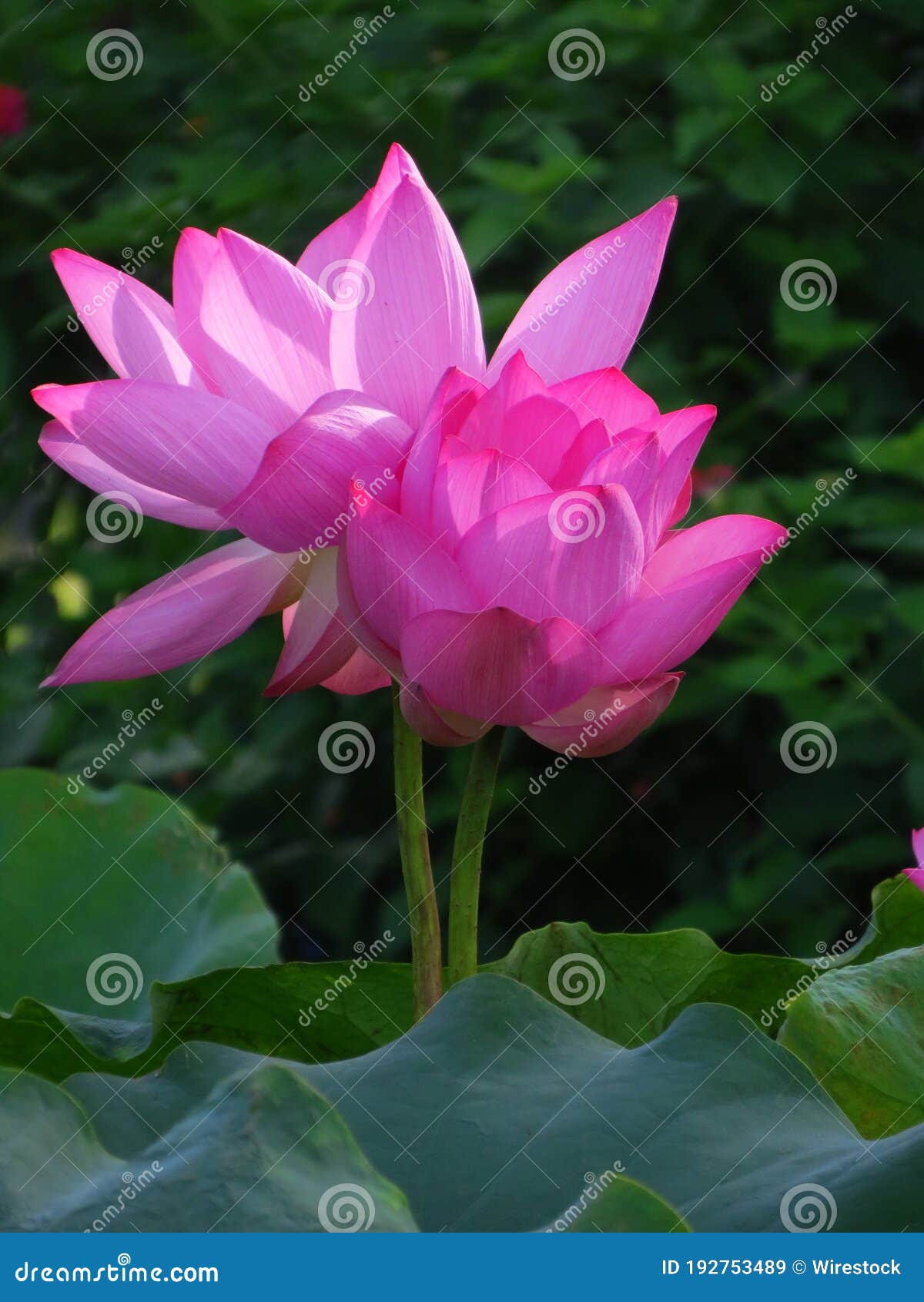 Closeup Shot of Cute Sacred Lotuses Under the Sunlight Stock Image ...