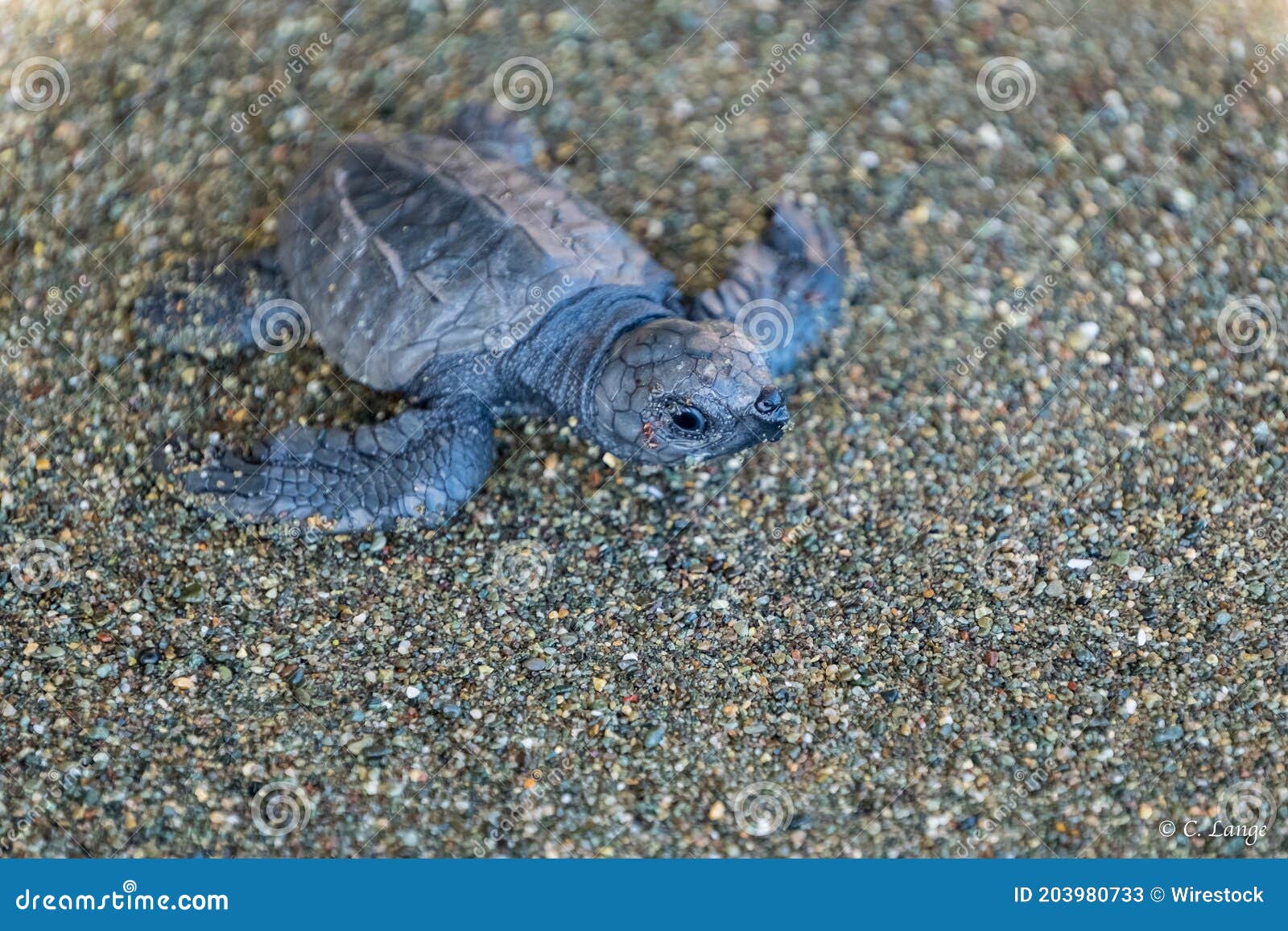 Closeup Shot of a Cute Sea Turtle on the Sand Stock Image - Image of ...