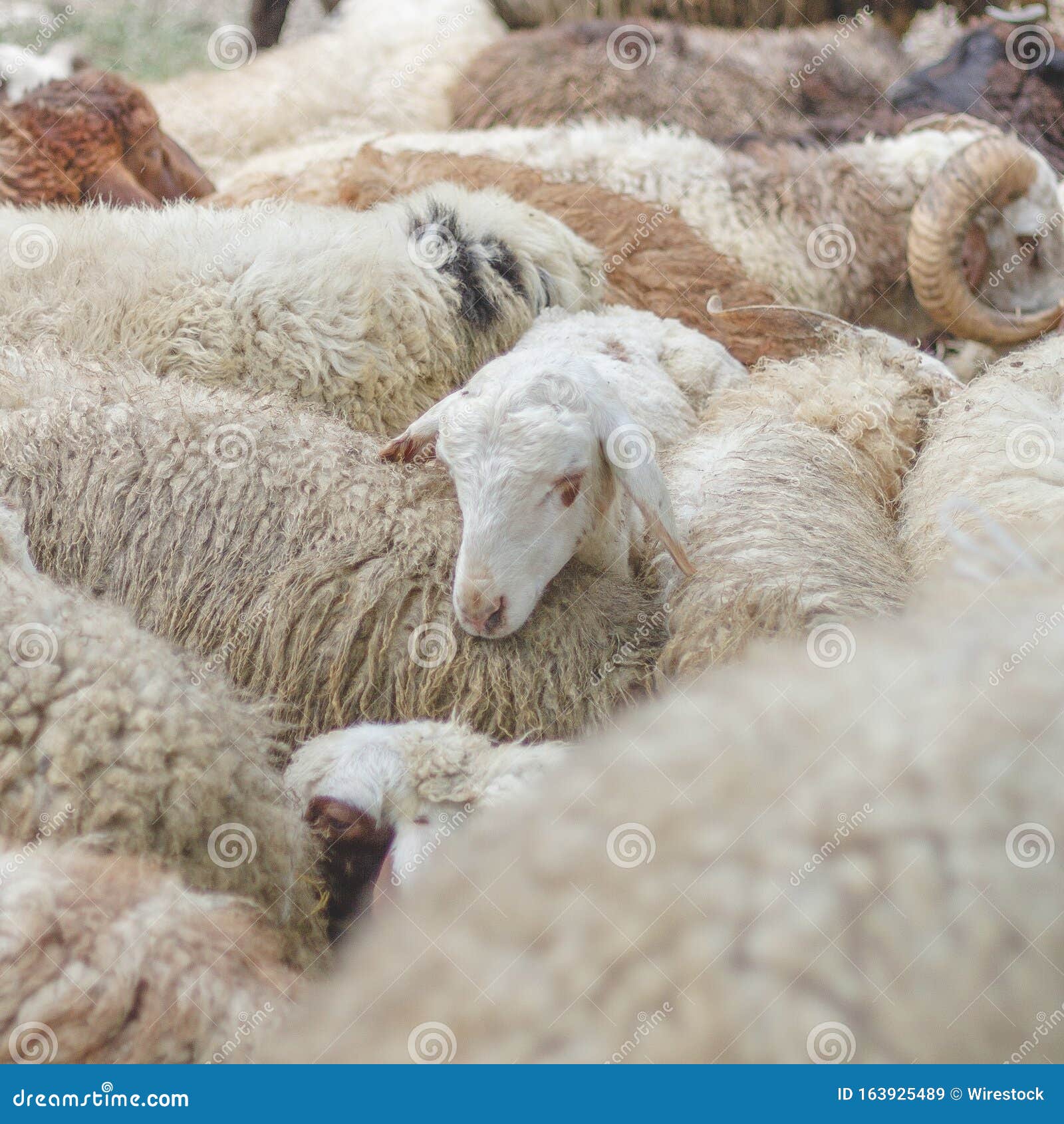 Closeup Shot of a Cute Sheep in the Herd of Sheep Stock Image - Image ...