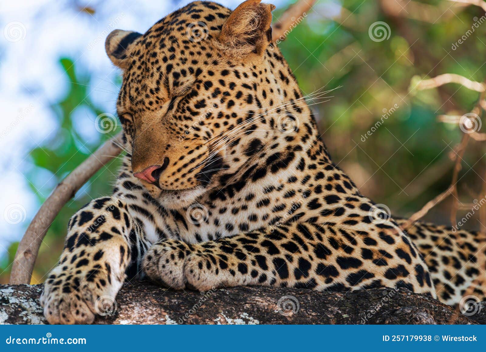 Closeup Shot of a Cute Sleeping Leopard Stock Photo - Image of ...