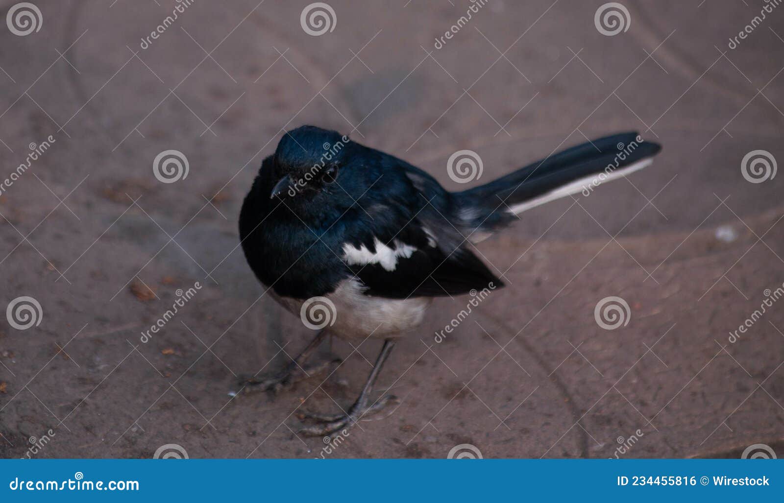 Closeup Shot of a Cute Small Crow Stock Photo - Image of lake, nest ...
