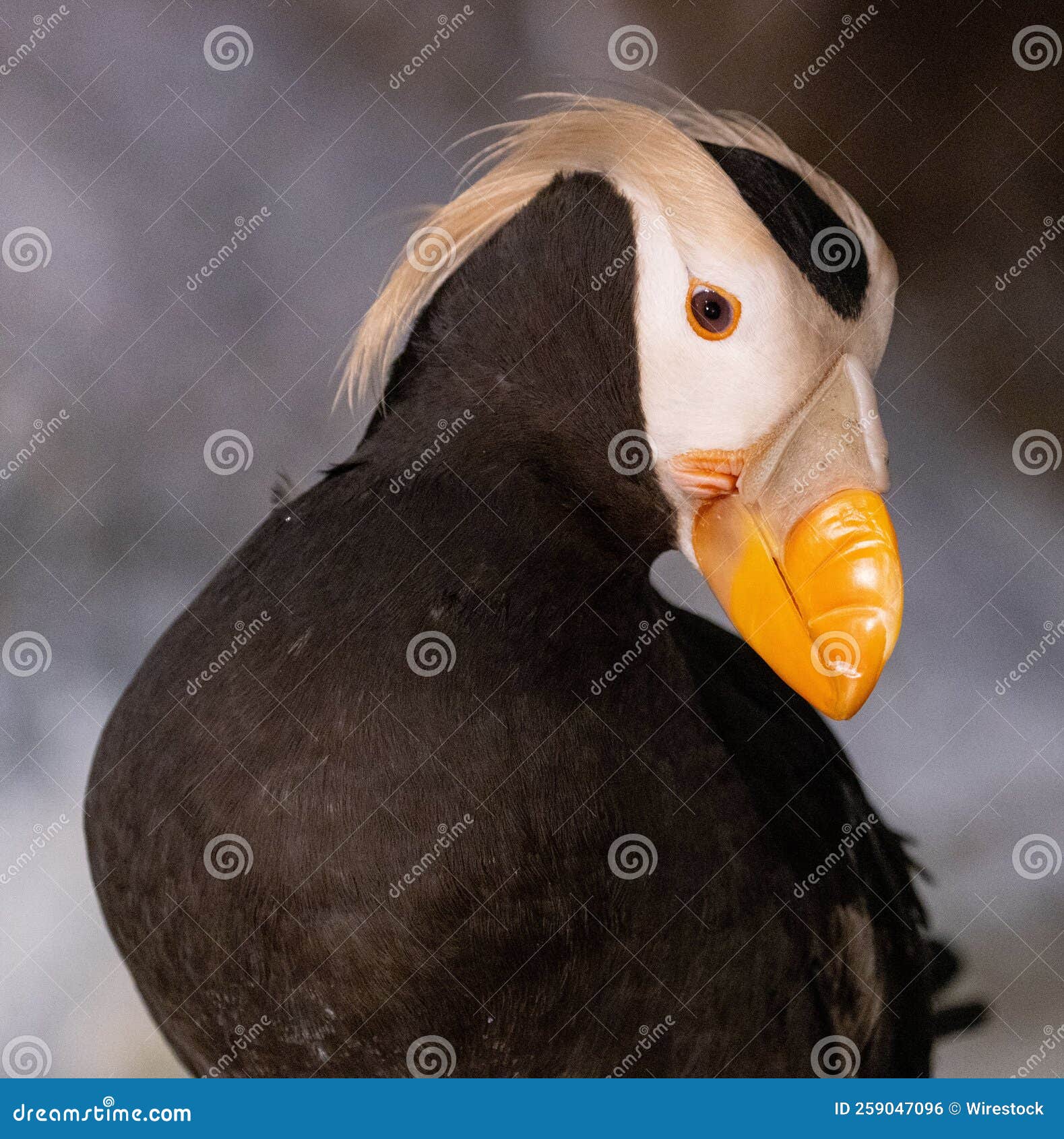 Closeup Shot of a Cute Tufted Puffin Bird Face Stock Photo - Image of ...