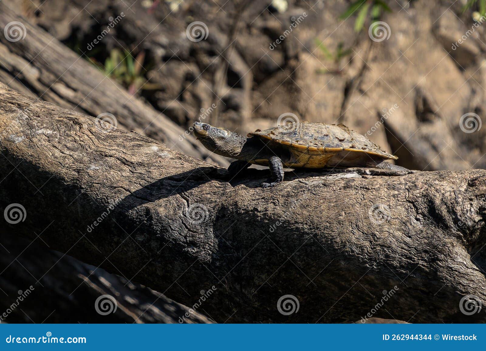 Closeup Shot of a Cute Turtle Sitting on a Thick Tree Root Stock Photo ...