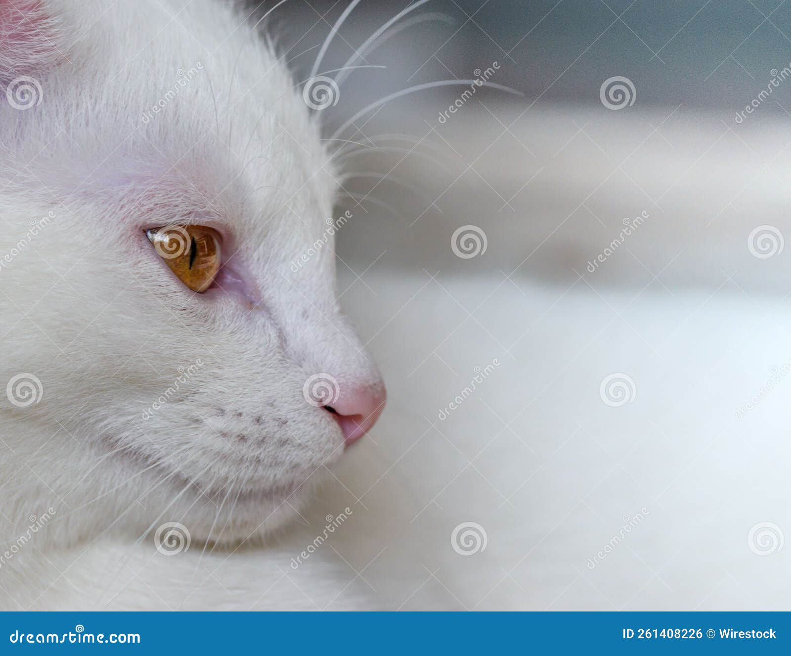 Closeup Shot of a Cute White Cat Stock Photo - Image of purebred, sweet: 261408226