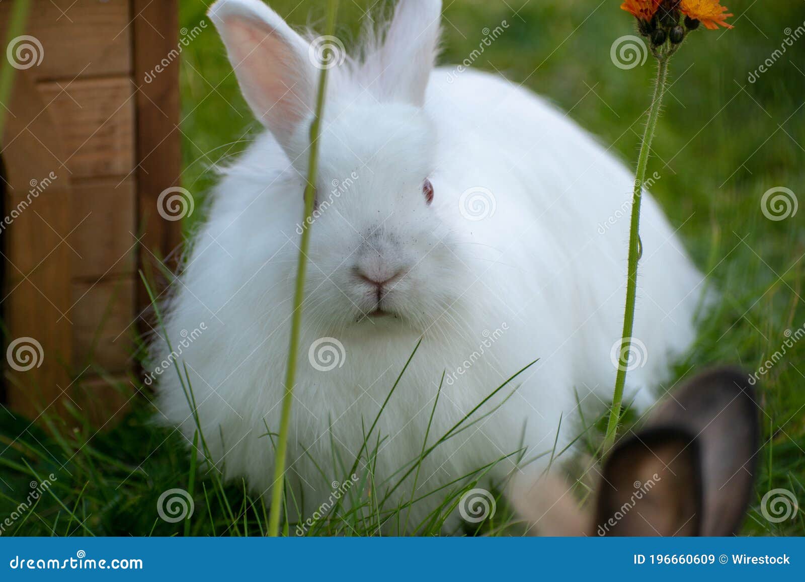 Closeup Shot of a Cute White Fluffy Bunny with Red Eyes Stock Image ...