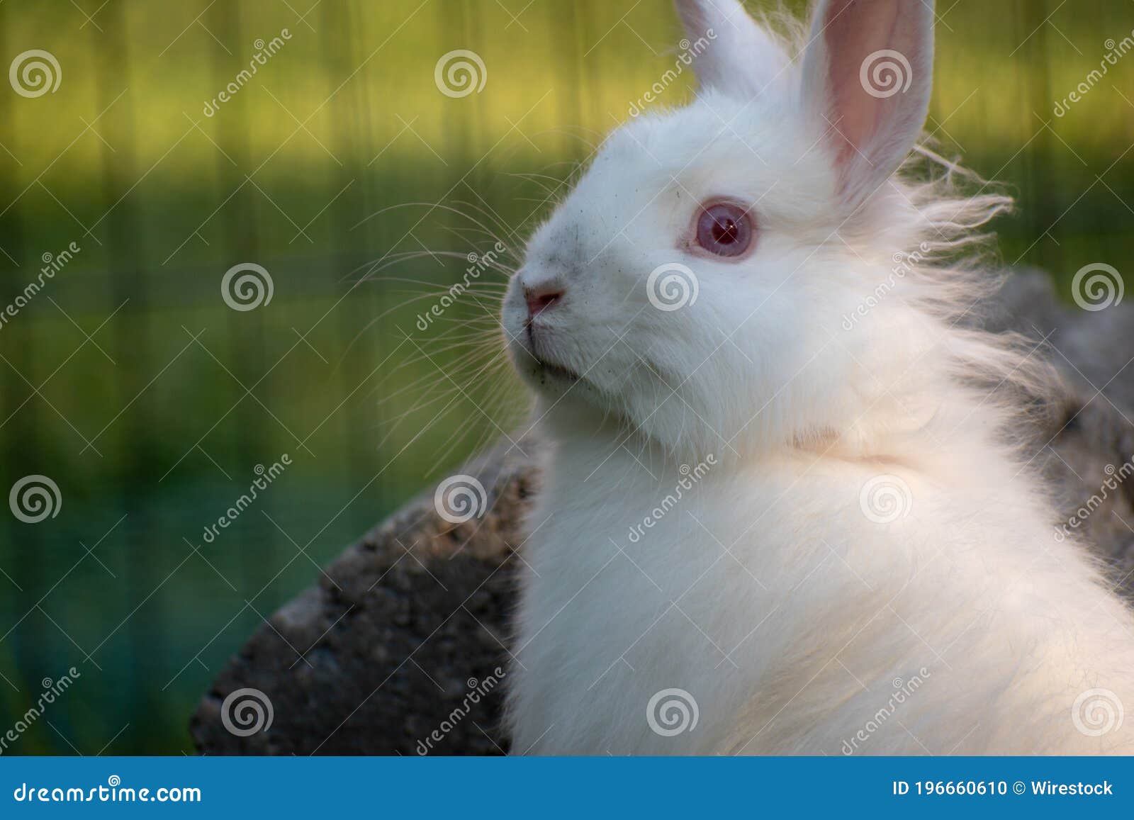 Closeup Shot of a Cute White Fluffy Bunny with Red Eyes Stock Photo ...