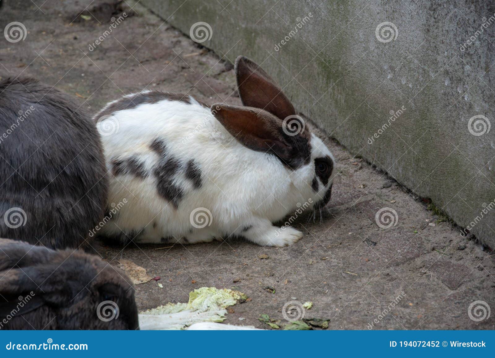 Closeup Shot of a Cute White Fluffy Rabbit Stock Photo - Image of ...