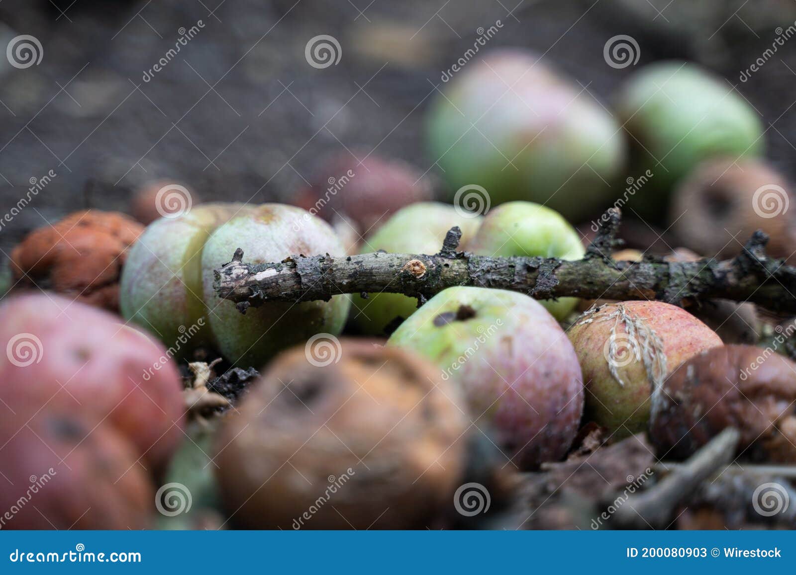 Closeup Shot of Damaged Fruits Fallen on the Ground Stock Image - Image ...