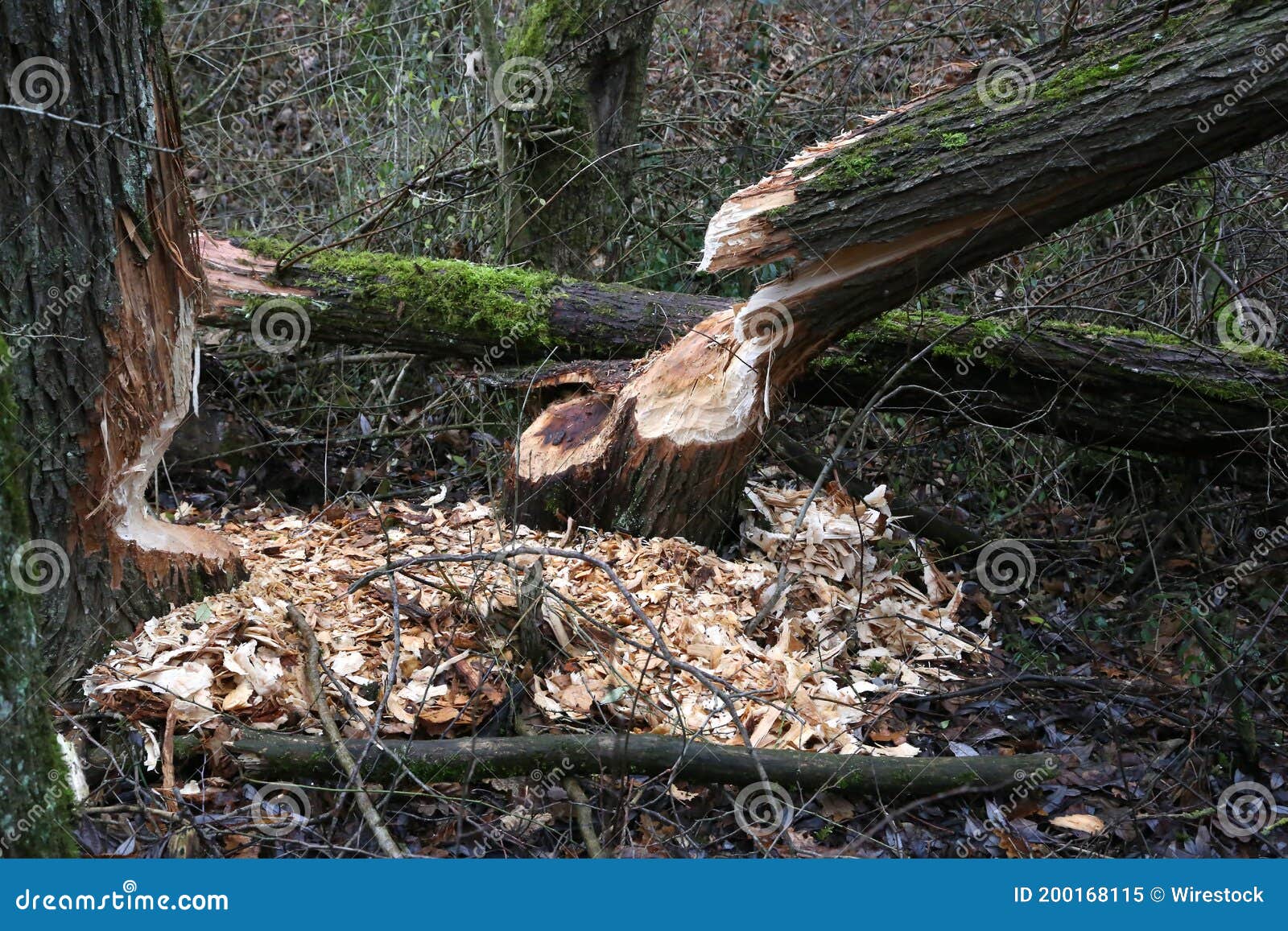 Closeup Shot of a Damaged Tree Trunk- Perfect for Forest Environmental ...
