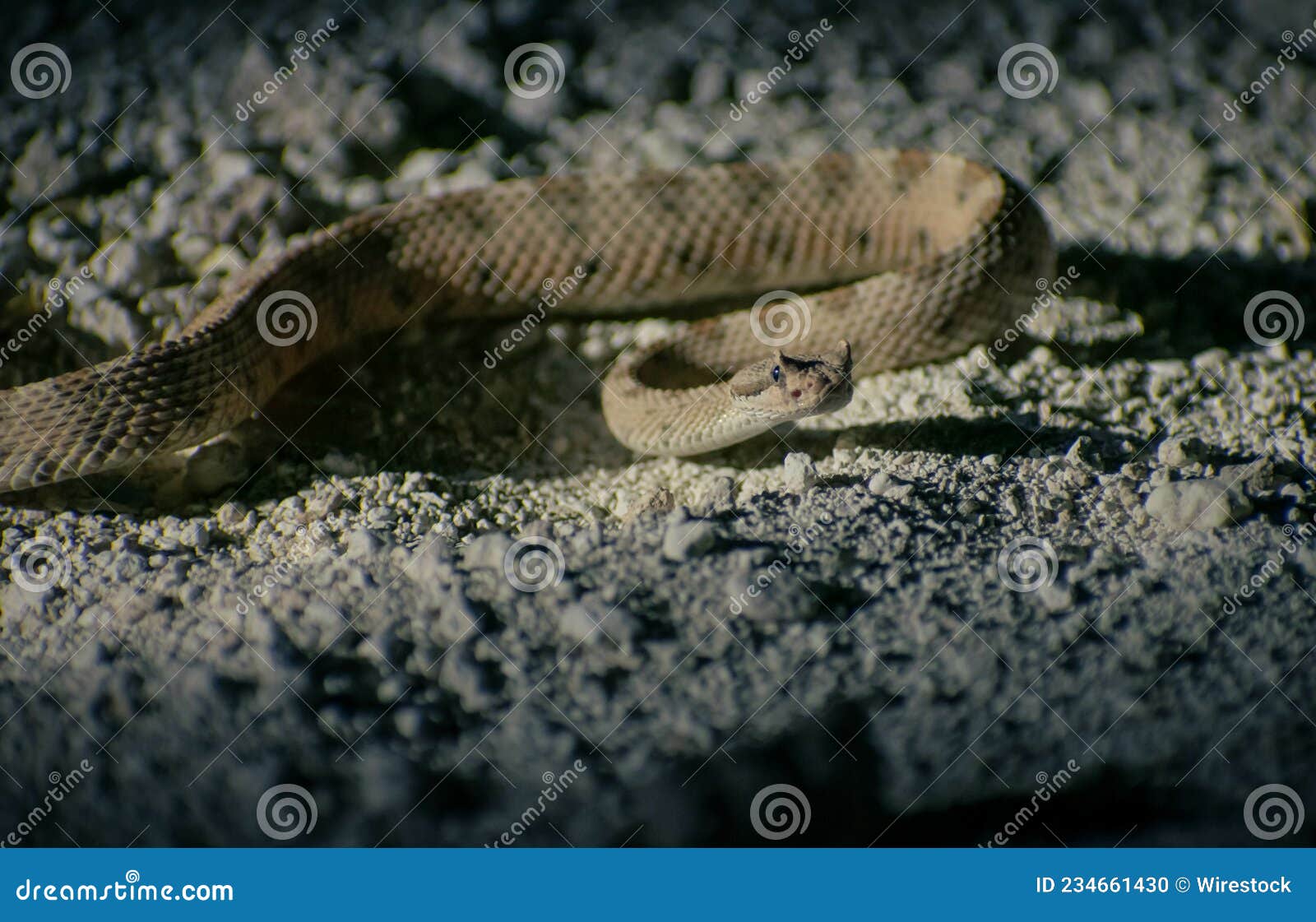 Closeup Shot of a Dangerous Viper Snake Stock Photo - Image of ...
