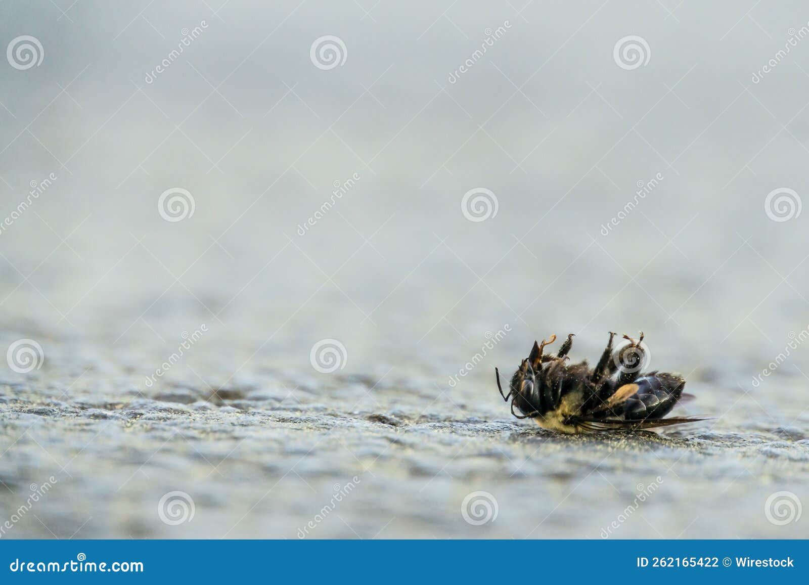 Closeup Shot of a Dead Bee on the Ground Stock Photo - Image of macro ...