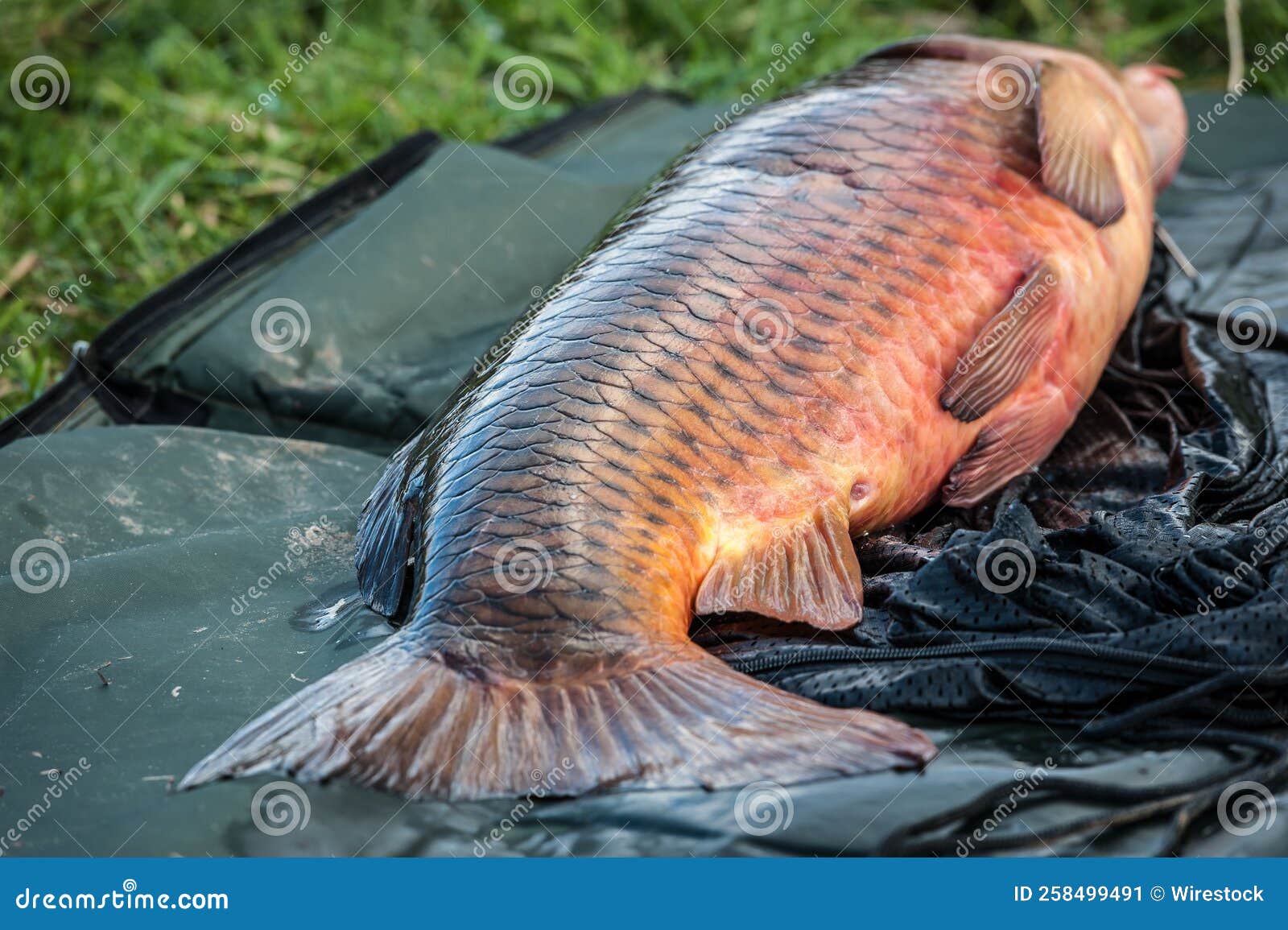 Closeup Shot of a Dead Fish Carp Stock Image - Image of fishing ...
