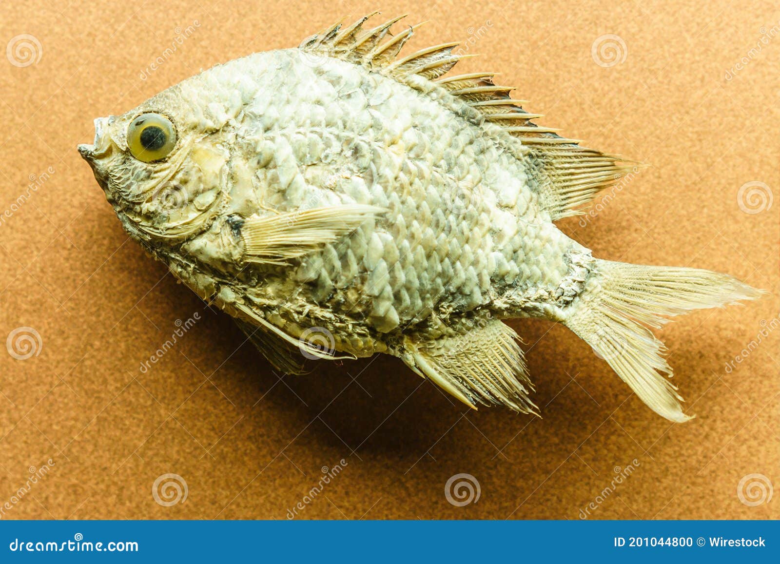 Closeup Shot of a Dead Fish Hanging on Brown Wall Stock Photo - Image ...