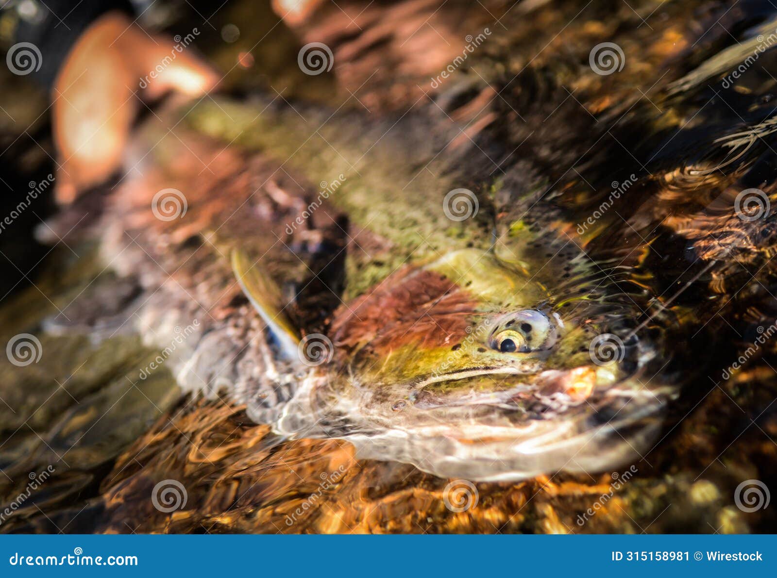 Closeup Shot of a Dead Rainbow Trout Fish in the Water Stock Image ...