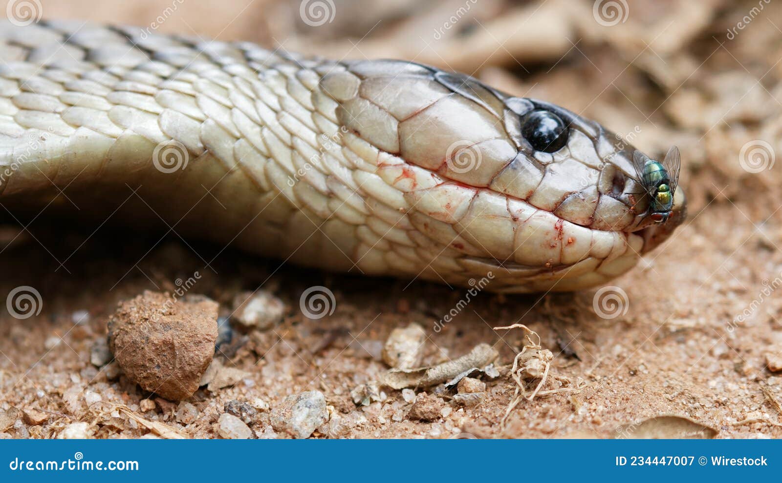Snouted Cobra Naja Annulifera, Called Also - Banded Egyptian Cobra ...