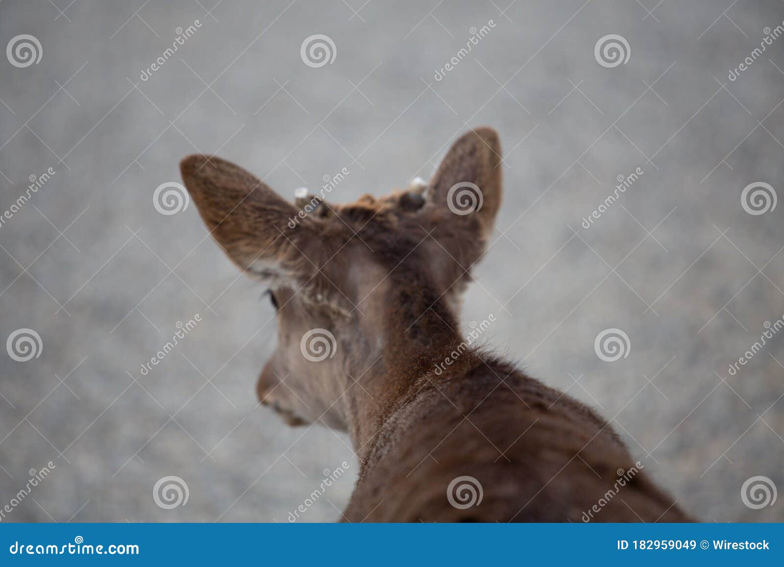 Closeup Shot of a Deer Turned Backward Stock Image - Image of game ...