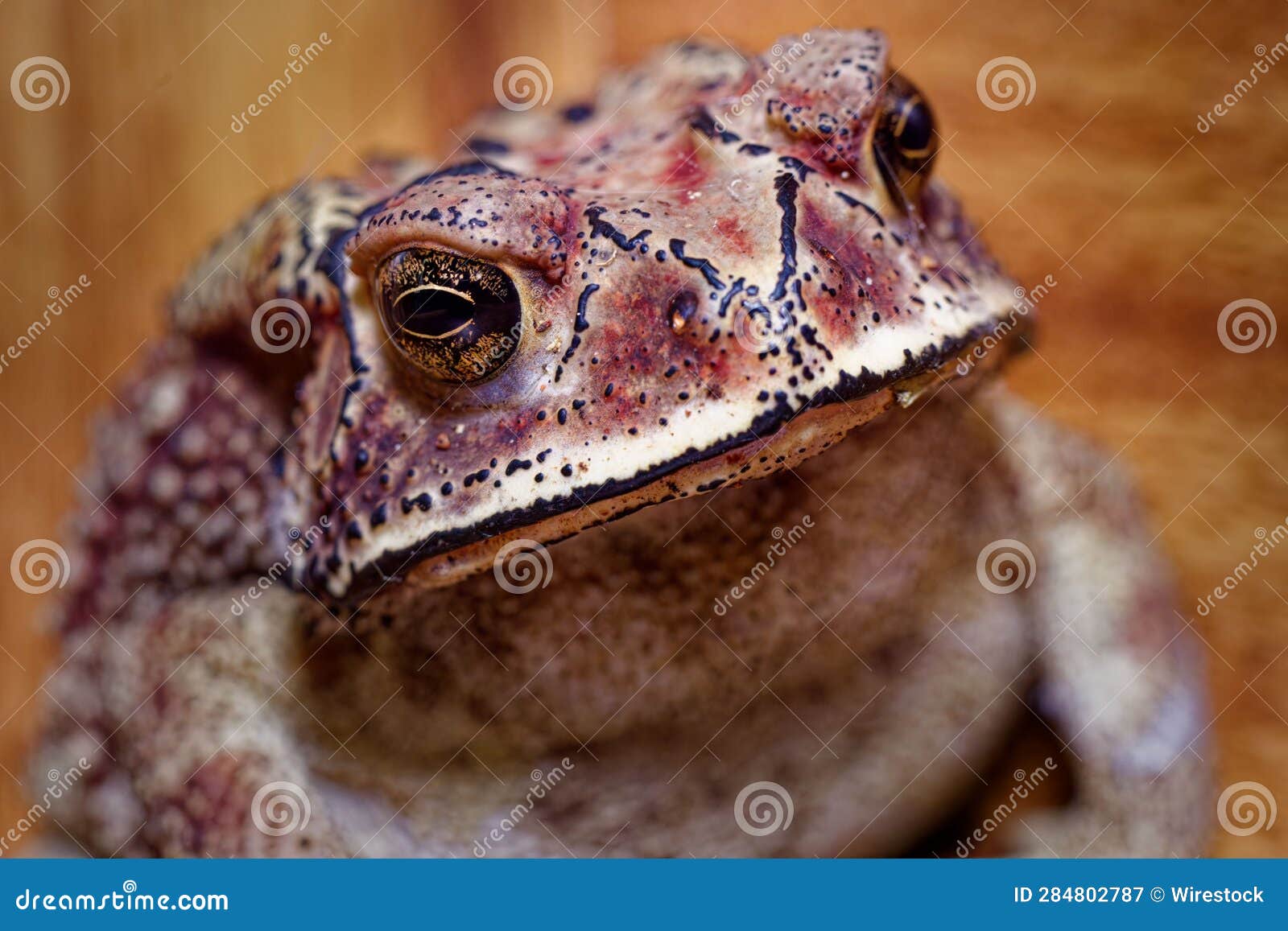 Closeup Shot of Details on a Maroon Common Toad Stock Image - Image of ...