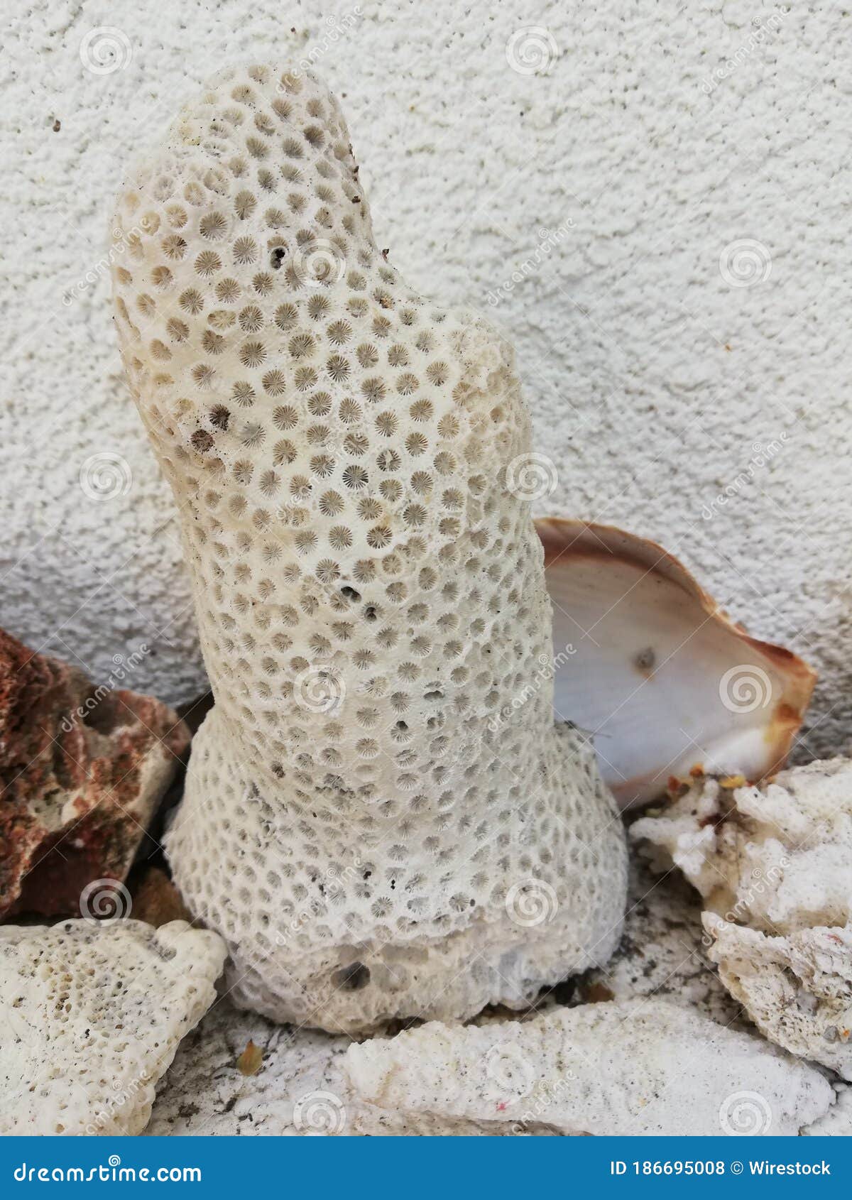 Closeup Shot of Different Seashells and Corals in Front of a White ...