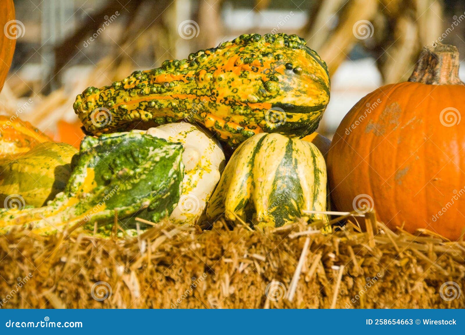 Closeup Shot of Different Types of Pumpkins Stock Image - Image of ...