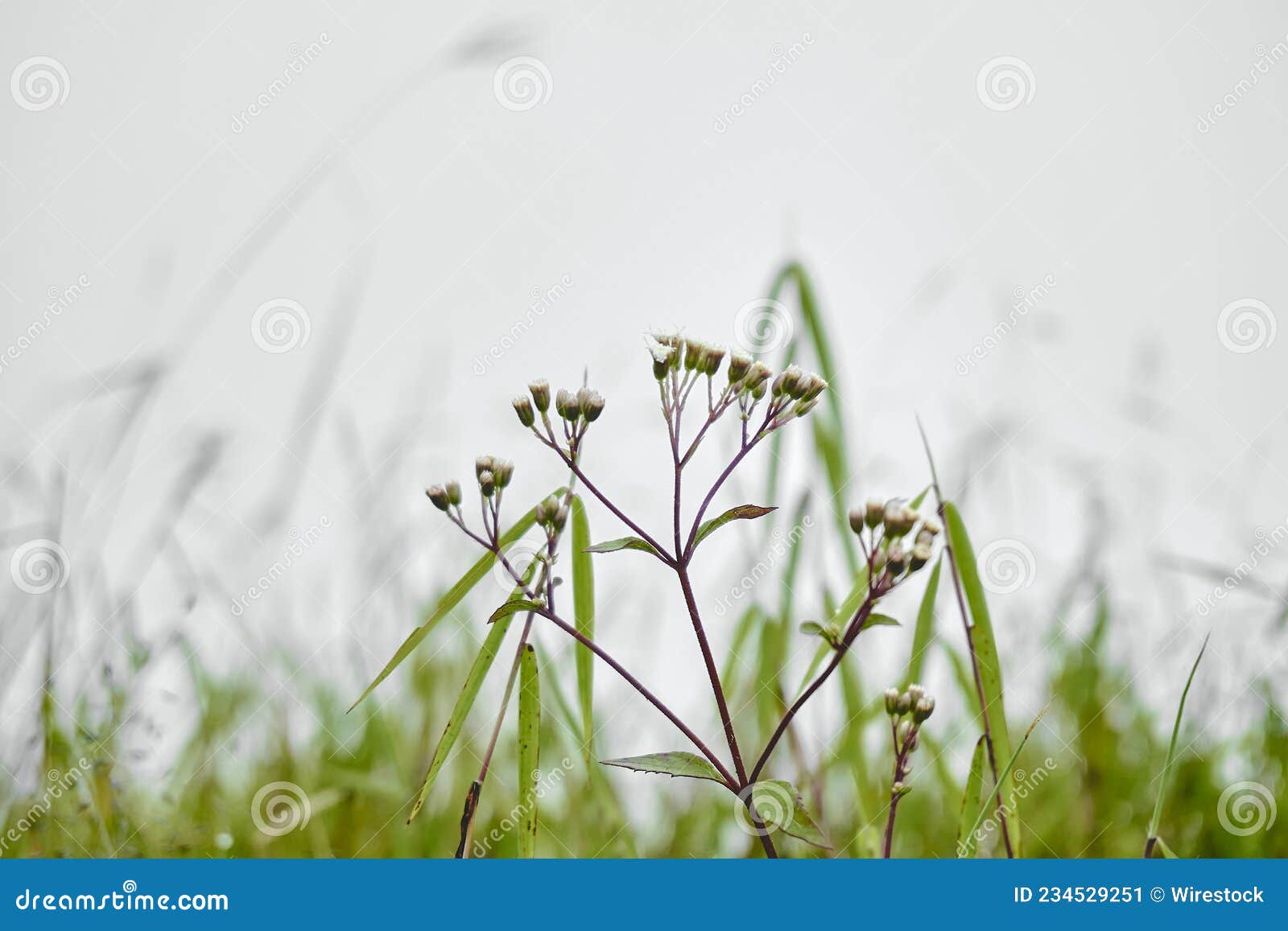 Closeup Shot of Different Vegetation Growing in a Meadow Stock Image ...