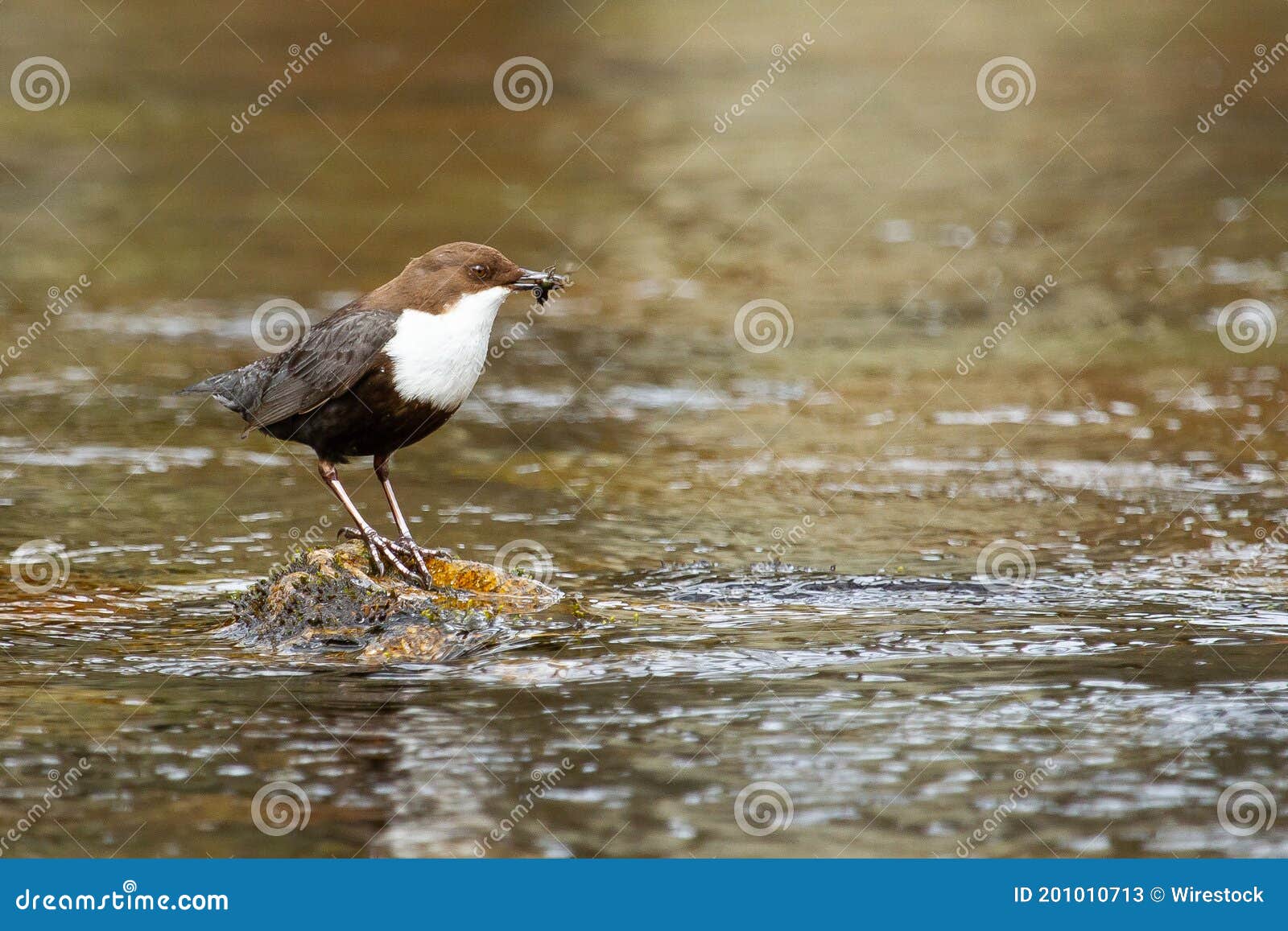 Closeup Shot of a Dipper Bird Stock Image - Image of feather, fauna ...