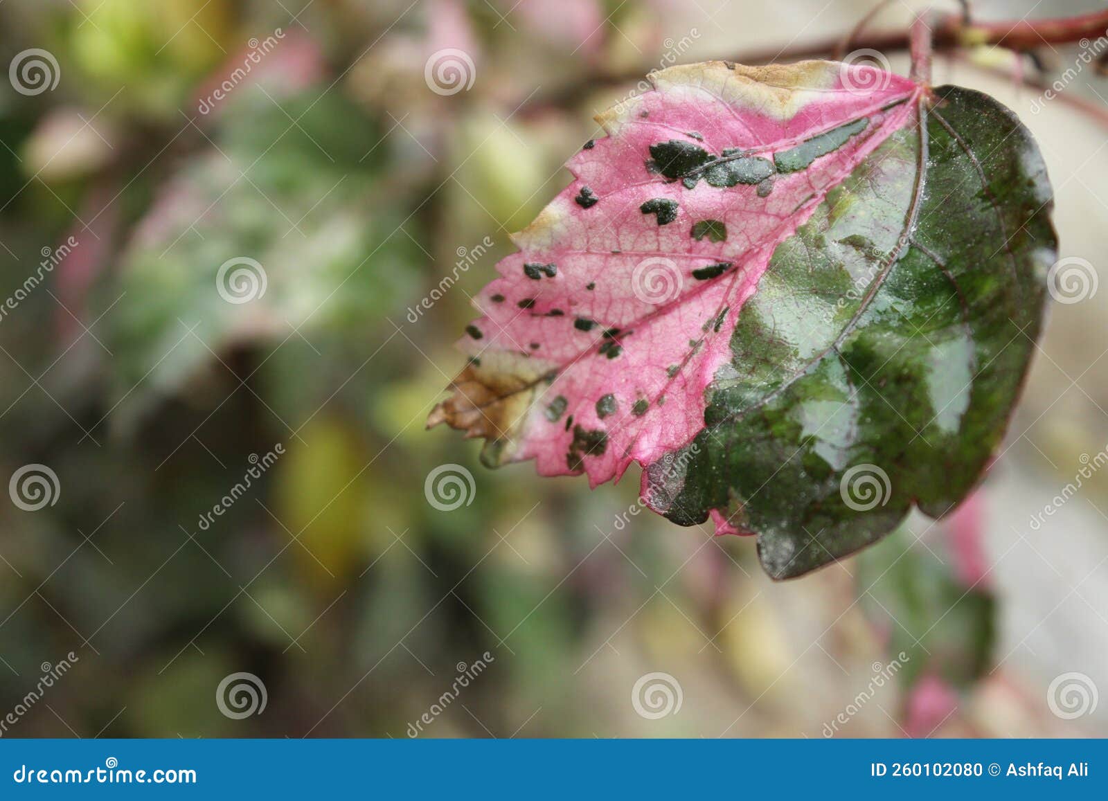 Closeup Shot of a Diseased Leaf of a Tree - the Concept of Plant ...