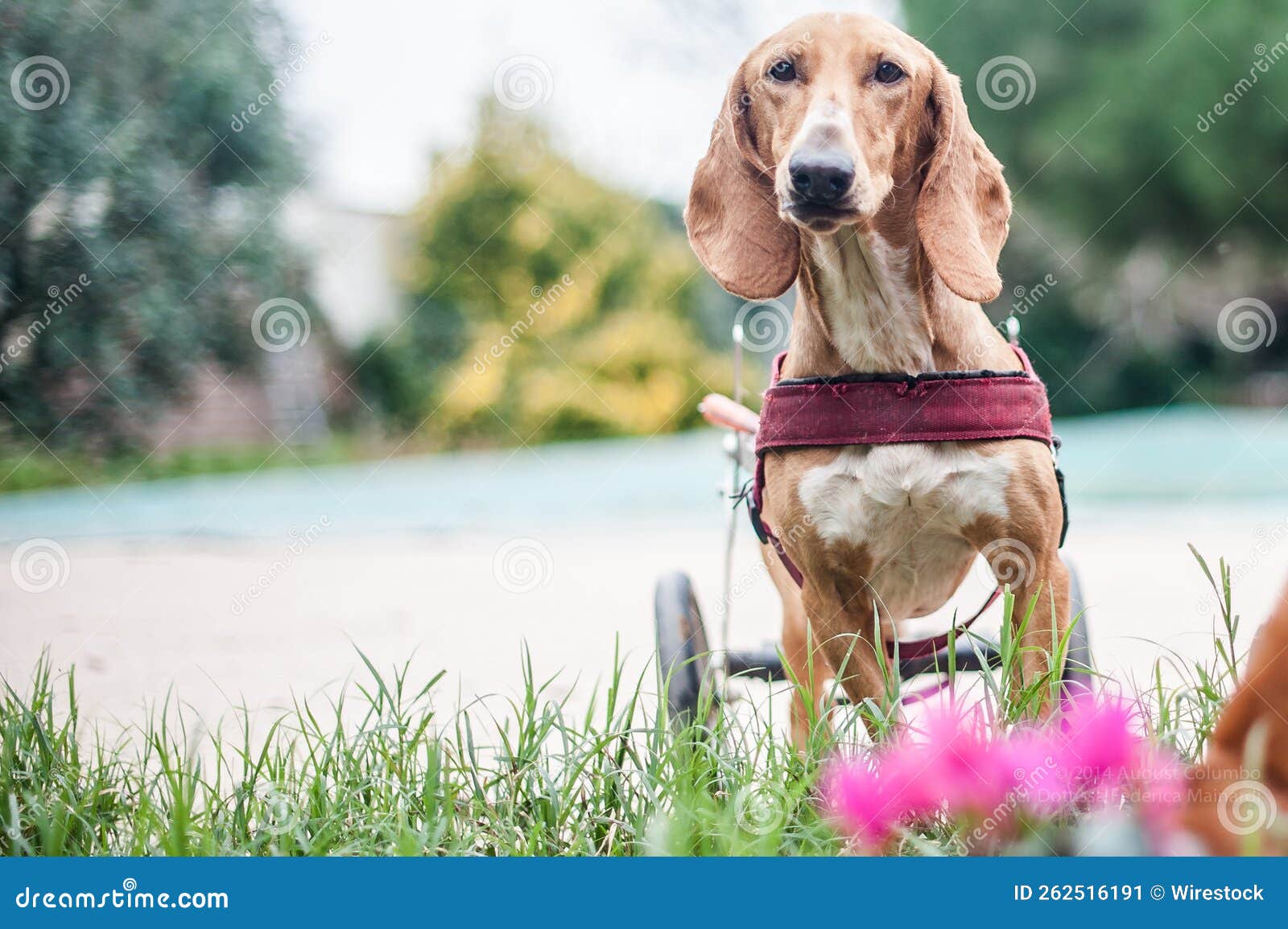 Closeup Shot of a Dog with Wheels Stock Image - Image of breed, walking ...