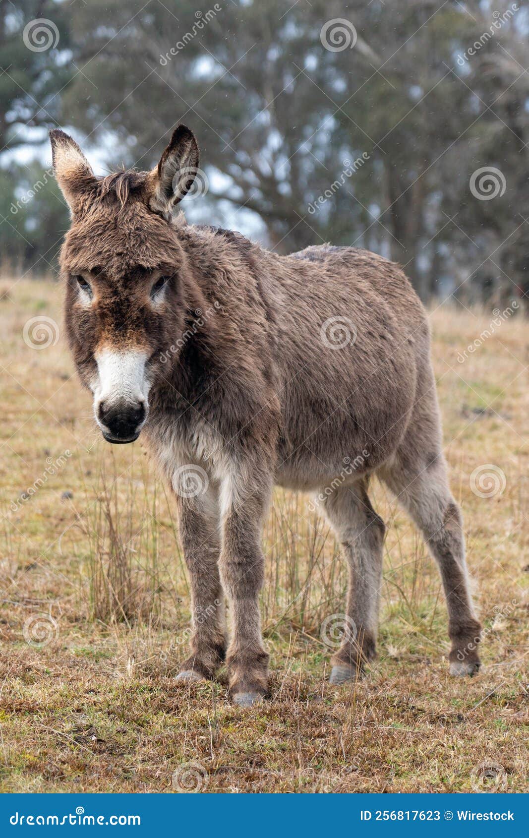 Closeup Shot of a Donkey Colt in a Field Stock Image - Image of ...