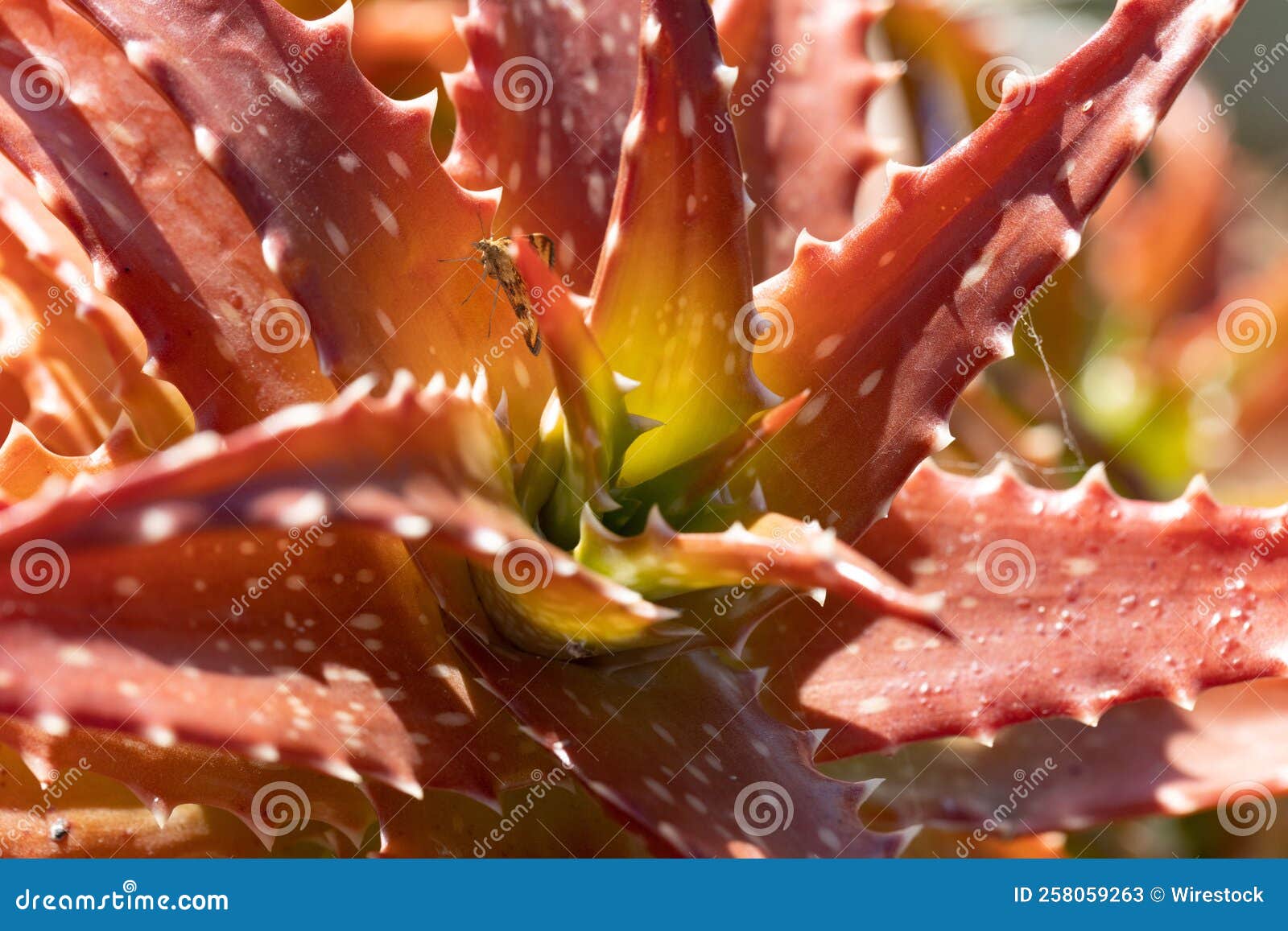 Closeup Shot of Dried Aloe Vera Stock Image - Image of aloe, fresh ...